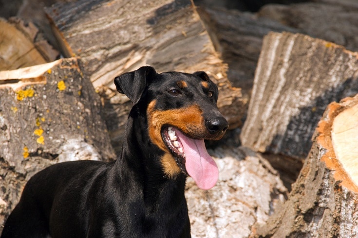 Manchester Terrier Dog Breed: Info, Pictures, History & More – Dogster