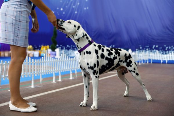 Dalmatian Dog Breed: Info, Pictures, Care & More – Dogster