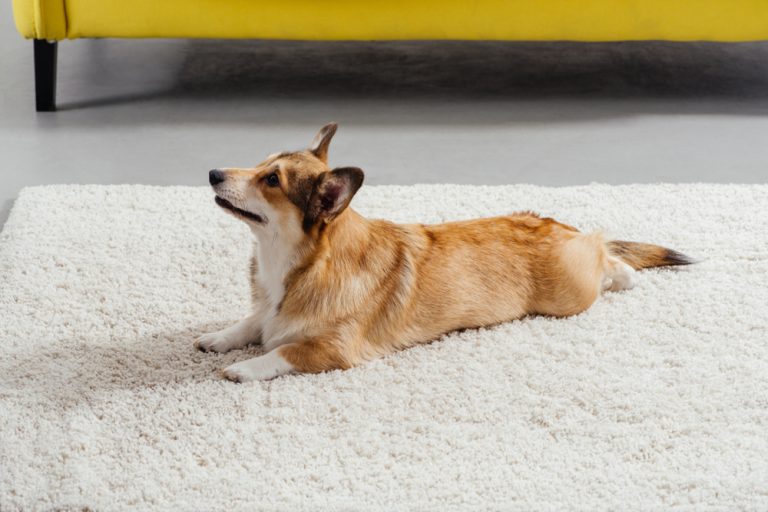 How to Teach a Dog to Roll Over: Vet-Approved Step-by-Step Guide – Dogster