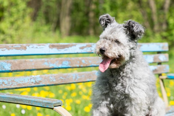 Pumi Dog Breed: Info, Pictures, Facts & Traits – Dogster