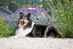 Collie Dog Breed: Info, Pictures, Care & More – Dogster