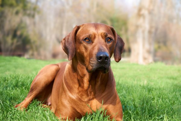 How Big Do Rhodesian Ridgebacks Get? Size, Diet & Measuring Guide – Dogster