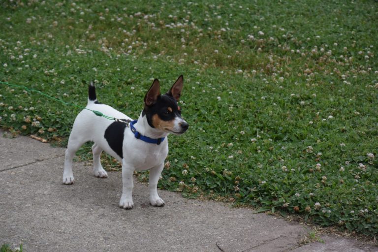 Teddy Roosevelt Terrier: Breed Info, Pictures, Facts, & Traits – Dogster