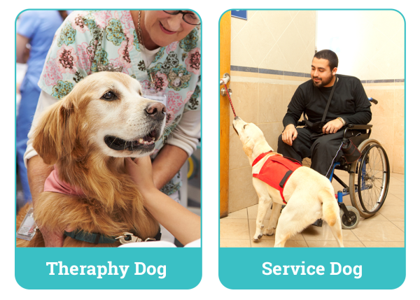 Therapy Dog vs Service Dog: Vet-Verified Differences – Dogster
