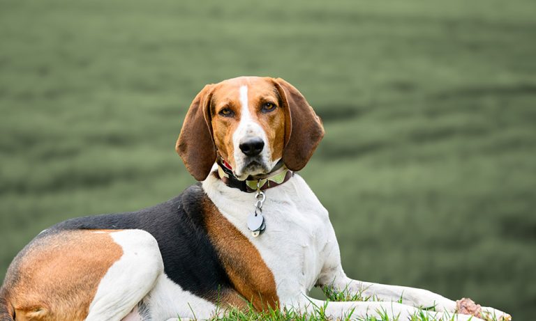 Treeing Walker Coonhound Dog Breed: Info, Pictures, Traits, & Care ...