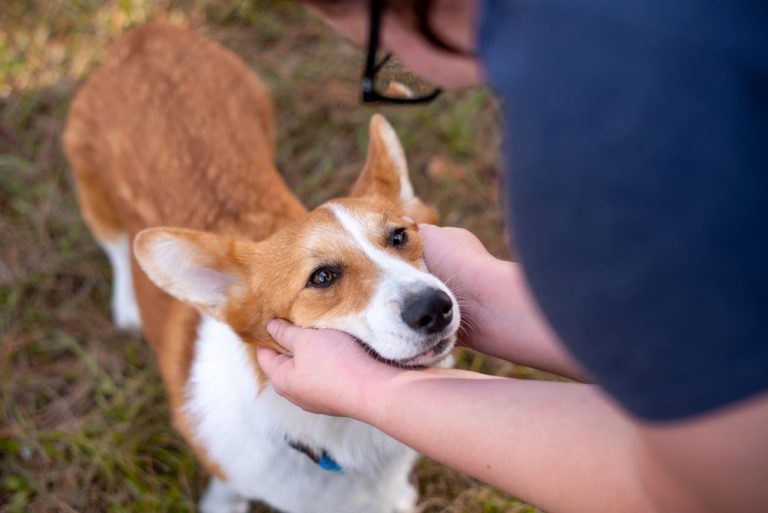Corgi Training: Tips & Tricks for Puppies & Adult Corgis – Dogster