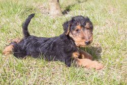 Welsh Terrier Dog: Breed Info, Pictures, Temperament & Traits – Dogster