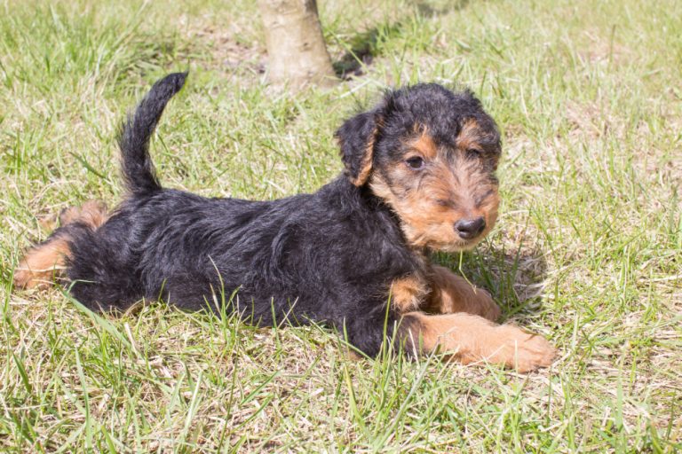 Welsh Terrier Dog: Breed Info, Pictures, Temperament & Traits – Dogster