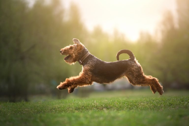 Welsh Terrier Dog: Breed Info, Pictures, Temperament & Traits – Dogster