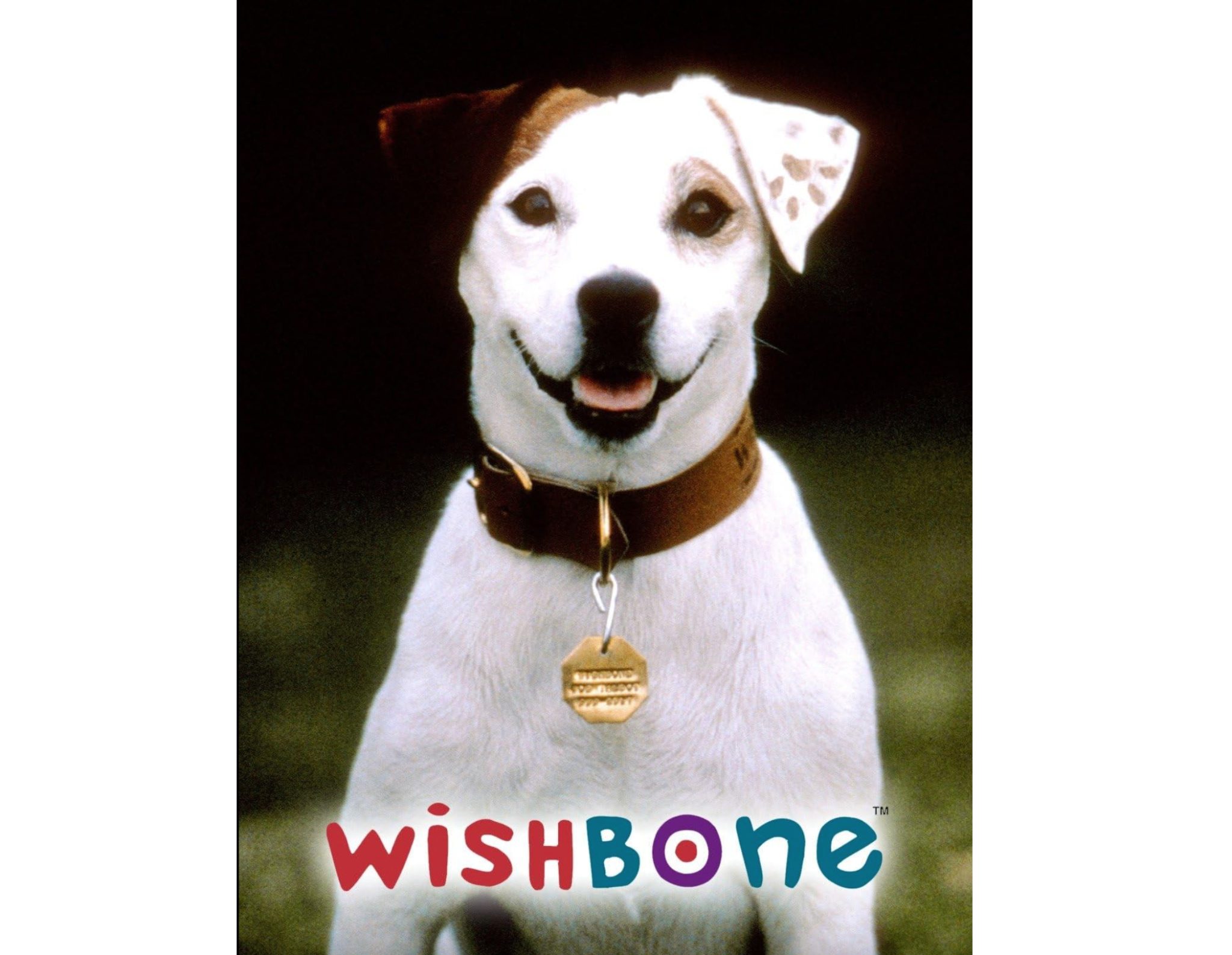 Famous Dog Actors In Hollywood: Facts & FAQ – Dogster