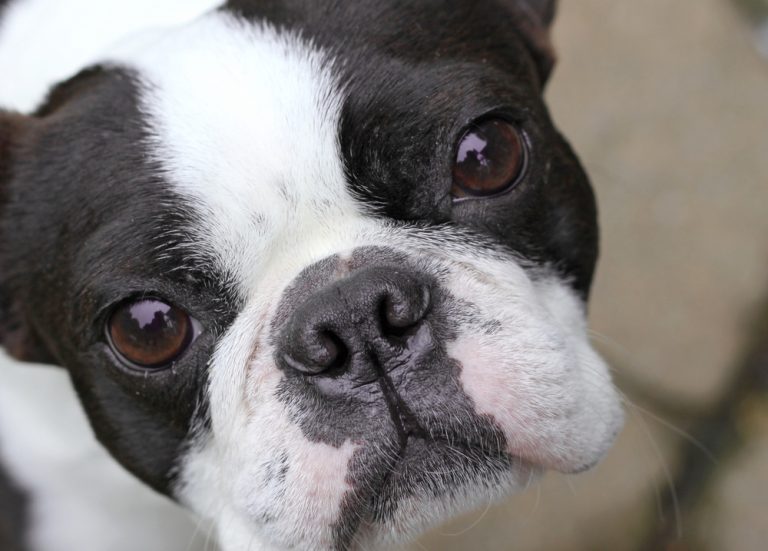 Boston Terrier Dog Breed: Info, Pictures, Care, Traits & More – Dogster