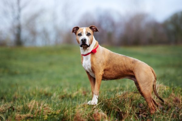 12 Best Dog Breeds for Single Guys: Info, Pictures, Temperament ...