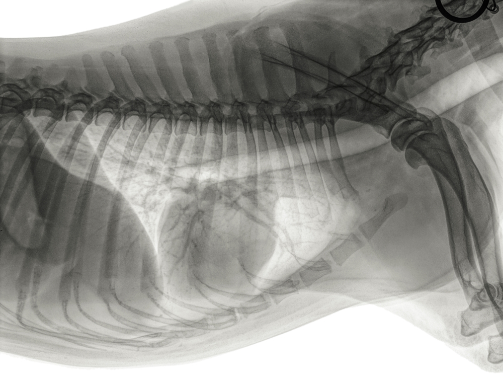 How Many Hearts Do Dogs Have? Vet-Verified Anatomy Facts – Dogster