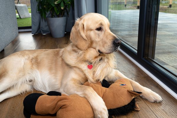 Do Dogs Have a Sixth Sense? Interesting Canine Facts (Vet Answer) – Dogster