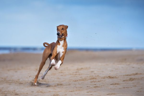 Azawakh Dog Breed: Info, Pictures, Facts, & Traits – Dogster