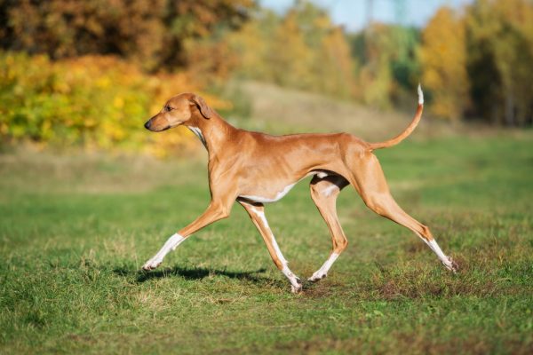Azawakh Dog Breed: Info, Pictures, Facts, & Traits – Dogster