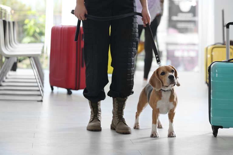 10 Police Dog Breeds: With Info & Pictures – Dogster