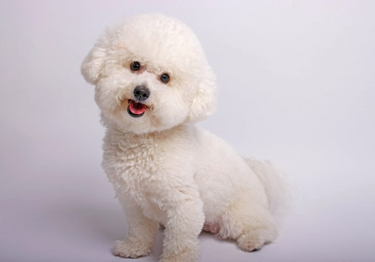 Bichon Frise Colors & Patterns (With Info & Pictures) – Dogster