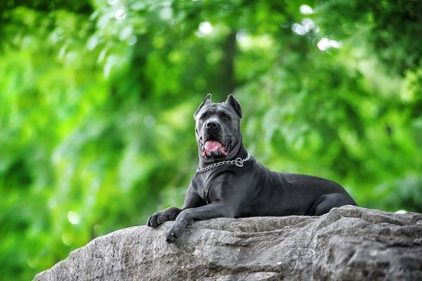 Dog Tail Docking & Ear Cropping: Our Vet Discusses Ethics & Health ...