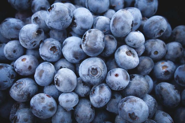 What Berries Can Dogs Eat? Vet-Verified Nutrition Facts & FAQ – Dogster