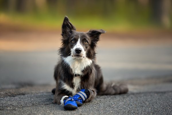 12 Best Dog Breeds for Single Guys: Info, Pictures, Temperament ...