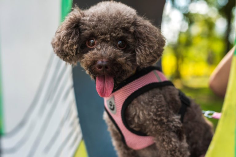 Bichon Frise Colors & Patterns (With Info & Pictures) – Dogster