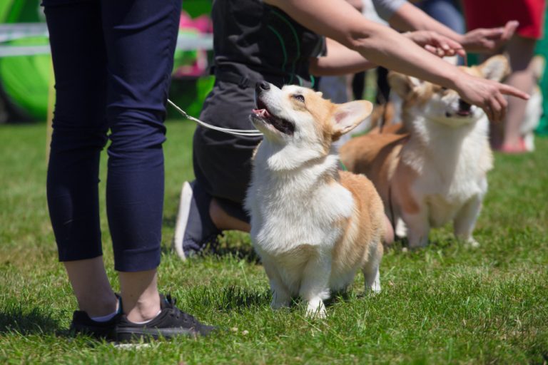 Corgi Training: Tips & Tricks for Puppies & Adult Corgis – Dogster