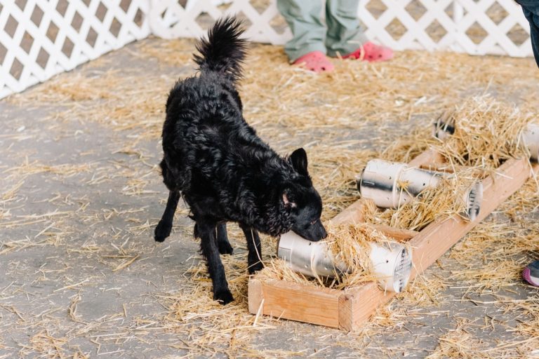 What Is a Barn Hunt for Dogs? Vet-Verified Info & FAQ – Dogster