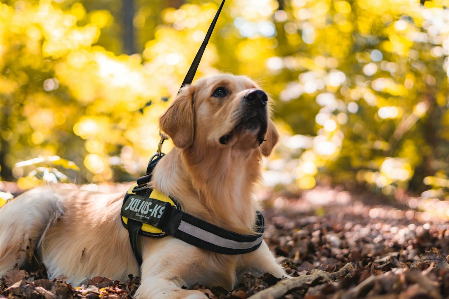 10 Best Dog Breeds for Travel: Pictures, Facts & Tips – Dogster