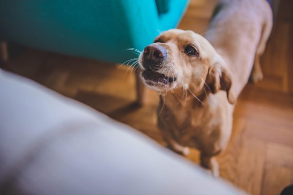 Our Dictionary of Dog Slang: 23 Words the Pet Parents Should Know – Dogster