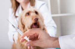 My Diabetic Dog’s Blood Sugar Is Still High After Insulin: Our Vet ...