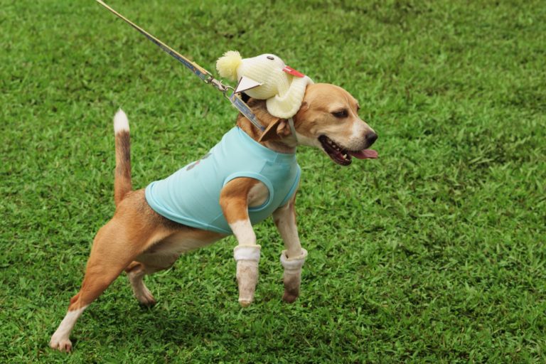How to Train a Leash-Reactive Dog: 12 Vet-Approved Tips – Dogster