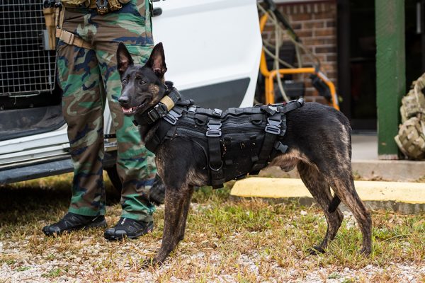 10 Police Dog Breeds: With Info & Pictures – Dogster