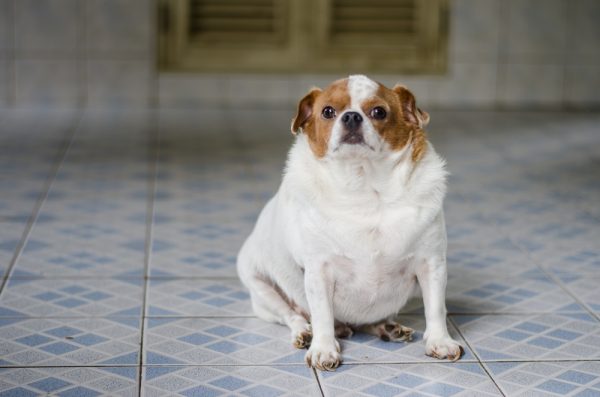Why Does My Dog Burp So Much? Vet-Reviewed Causes & When to Worry – Dogster