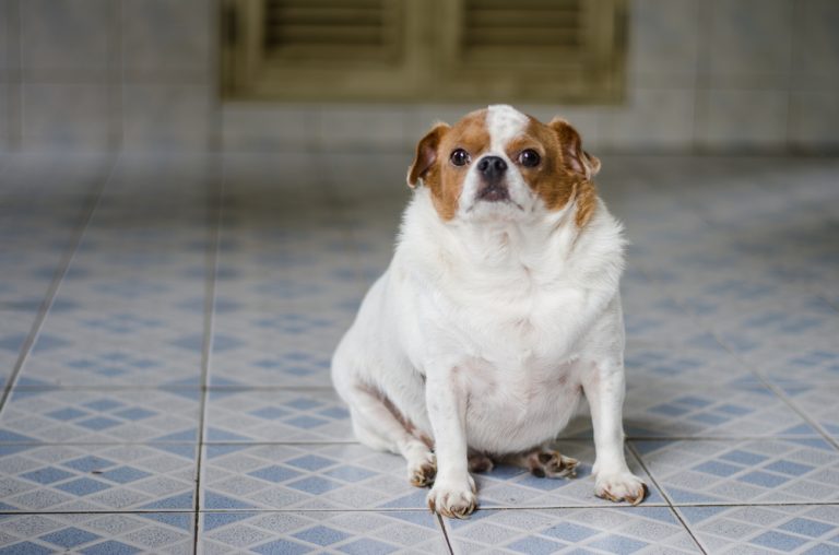Why Does My Dog Burp So Much? Vet-Reviewed Causes & When to Worry – Dogster