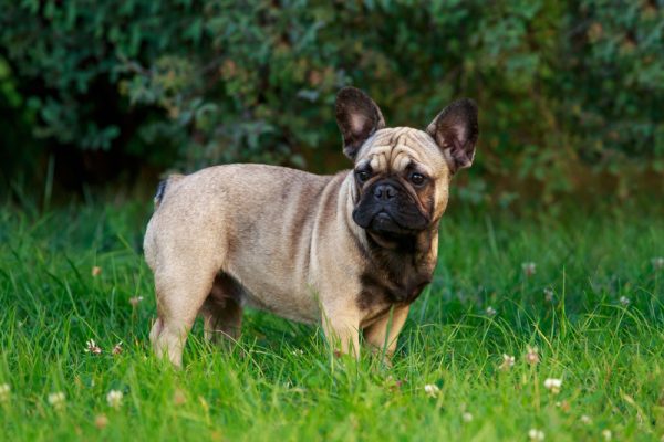 10 Most Popular Dog Breeds in Texas in 2026 (With Info & Pictures ...