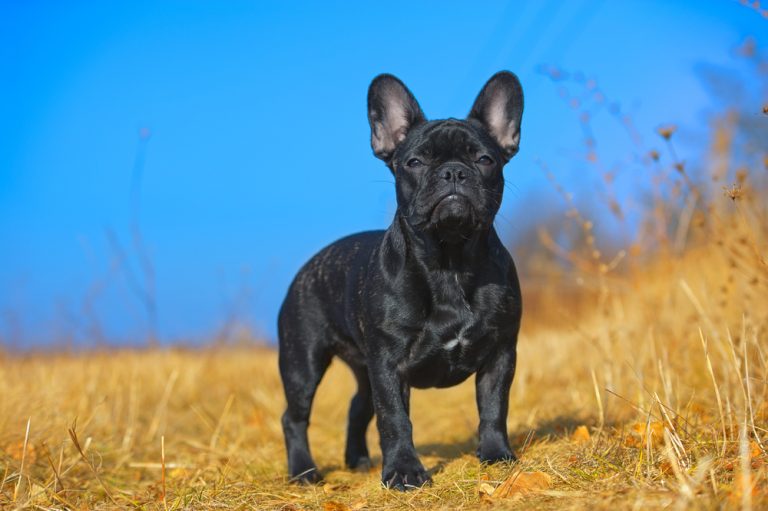 IVDD In French Bulldogs: Signs, Causes, Diagnosis, Care & FAQ (Vet ...