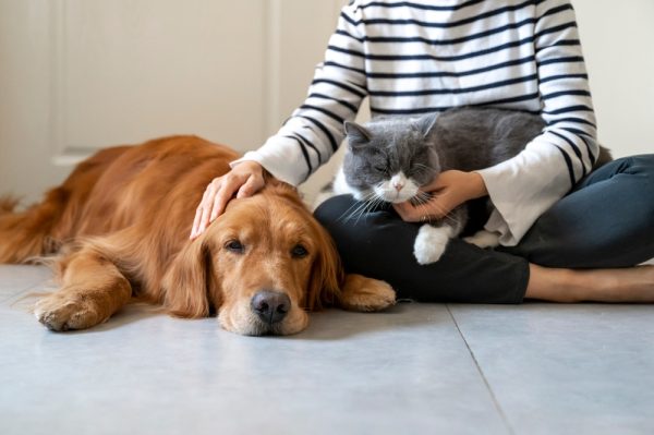My Cat Is Bullying My Dog: 9 Vet-Approved Tips to Stop Them – Dogster