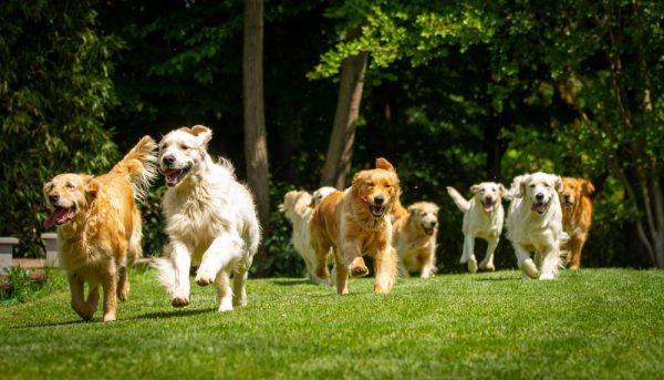Will Dogs Ever Go Extinct? Why Some Breeds Disappeared – Dogster