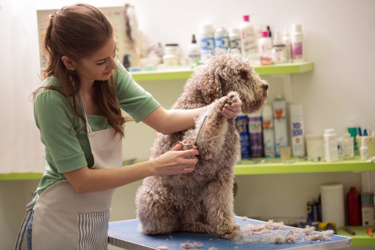 12 Jobs With Dogs: Ideas for a Canine-Centric Career – Dogster