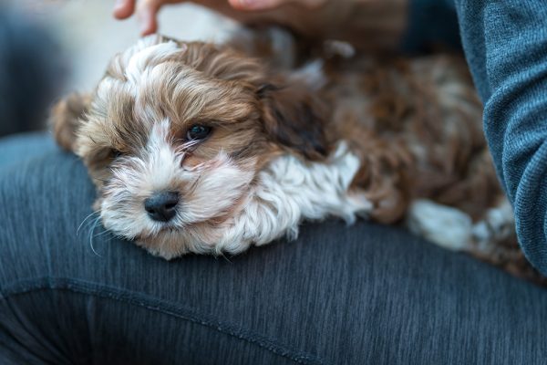 21 Best Lap Dog Breeds: Info, Pictures, Origin & More – Dogster