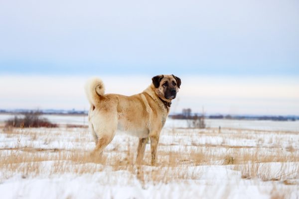 Kangal Dog Breed: Info, Pictures, Facts, & Traits – Dogster