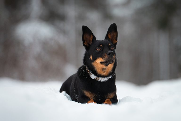 Frostbite in Dogs: Vet-Reviewed Signs, Causes & Treatment – Dogster