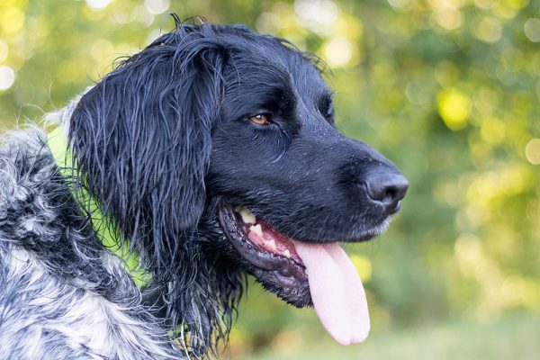 Large Munsterlander Dog Breed: Info, Pictures, Facts & Traits – Dogster