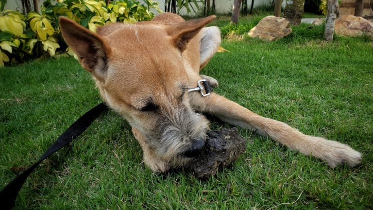 Why Do Dogs Eat Dirt? Vet-Reviewed Common Reasons & Facts – Dogster