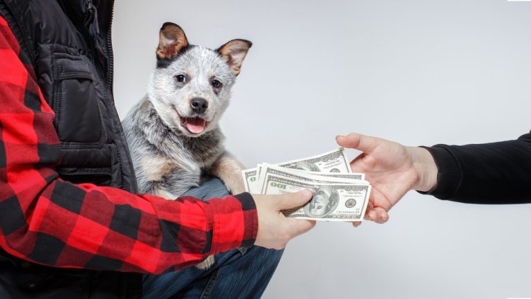 Is Dog Breeding Profitable? Vet-Verified Info & Ethics Guide – Dogster
