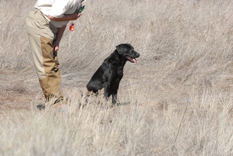 How Do Dog Whistles Work? Vet-Approved Guide & Explanation – Dogster