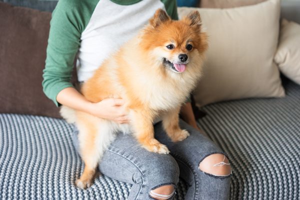 21 Best Lap Dog Breeds: Info, Pictures, Origin & More – Dogster