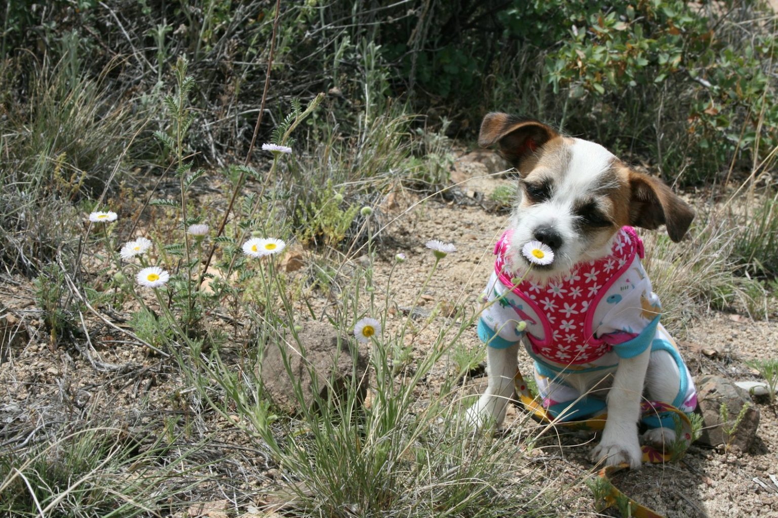 Valley Bulldog: Info, Pictures, Facts, & Traits – Dogster