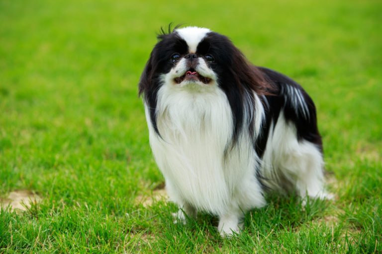 Japanese Chin Dog Breed: Info, Pictures, Facts & Traits – Dogster